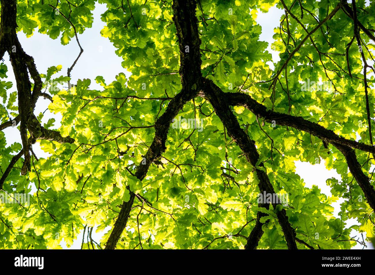 Oak tree with spreading crown hi-res stock photography and images - Alamy
