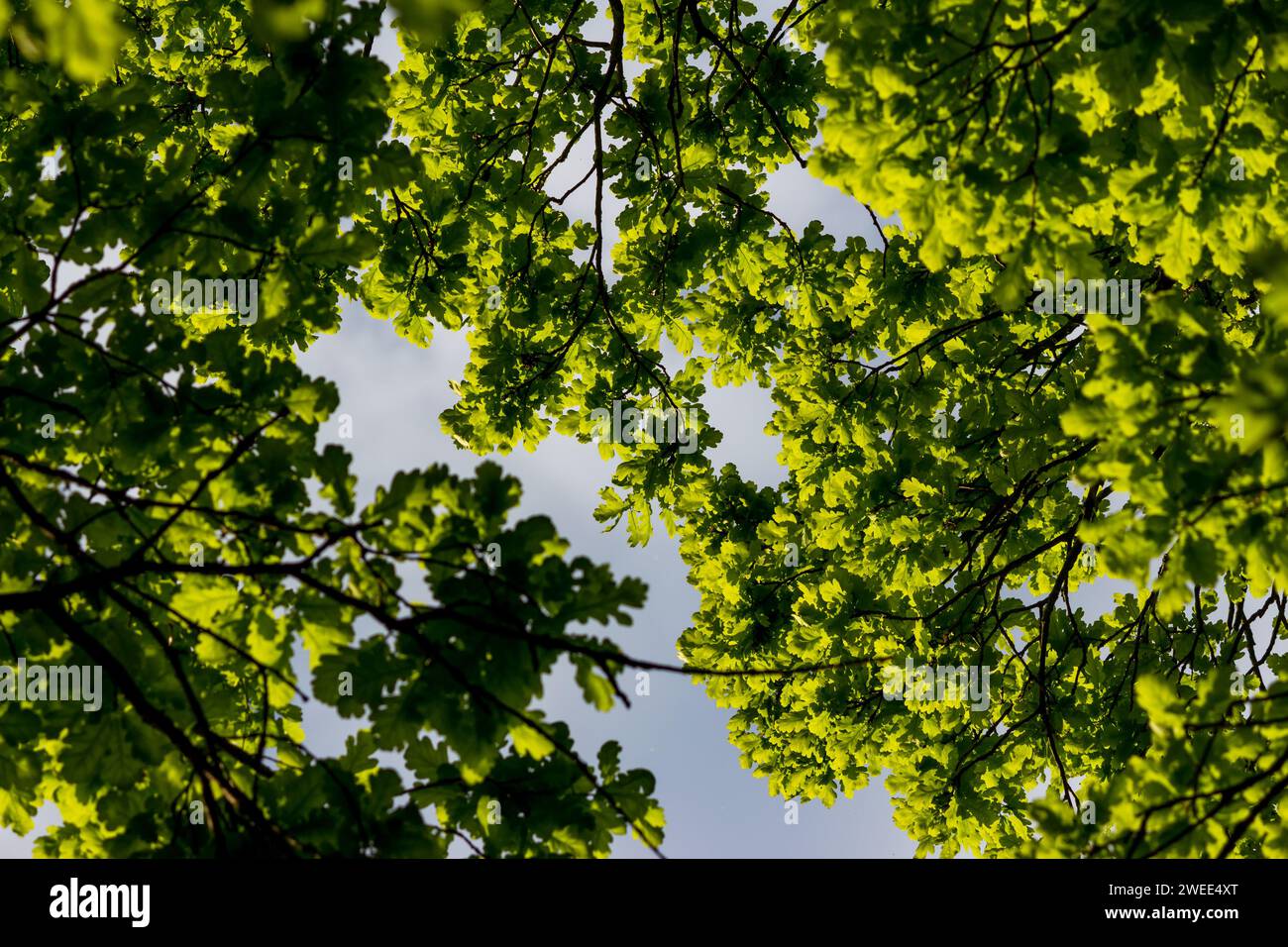 Green oak crown overhead, natural background with foliage on the tree ...