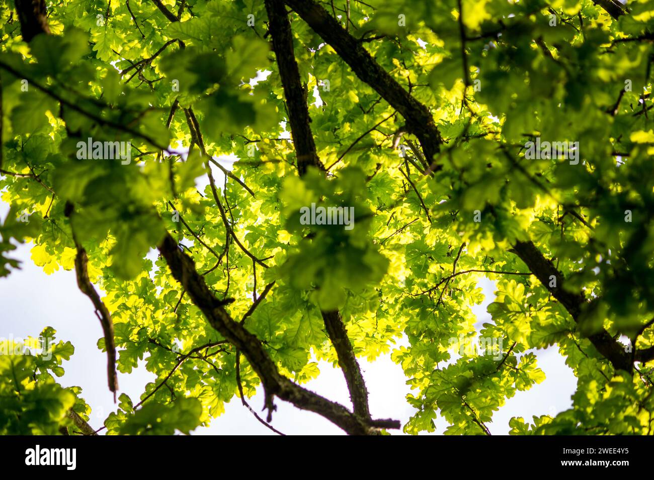 Oak tree with spreading crown hi-res stock photography and images - Alamy