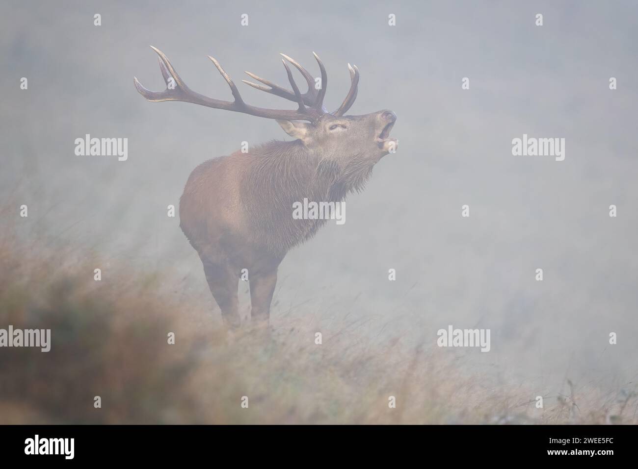 A majestic deer with impressive antlers stands gracefully in misty ...