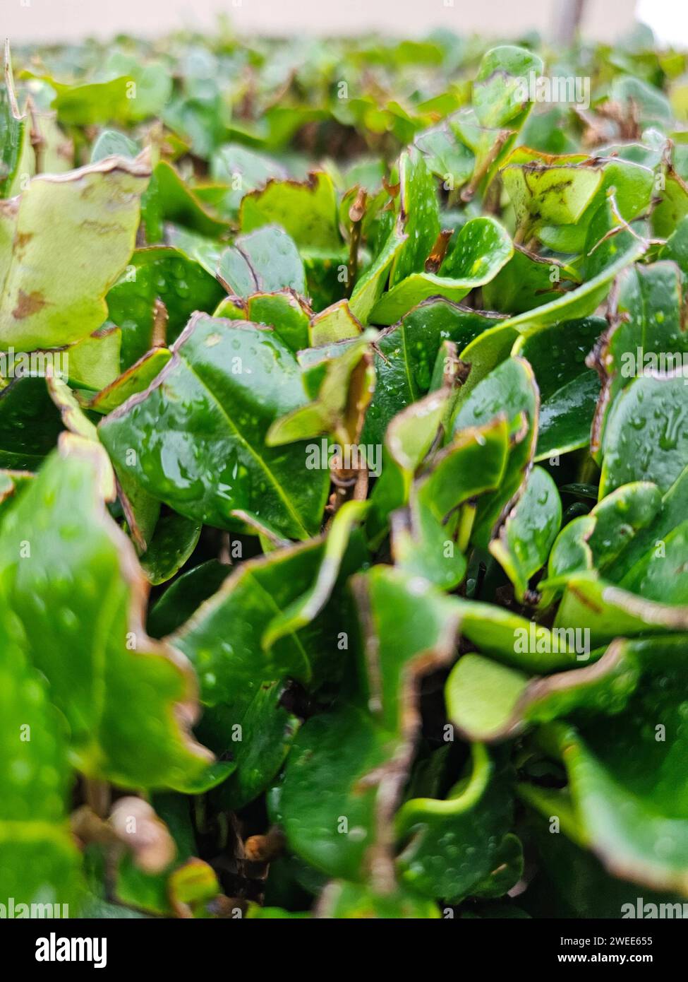 Wet green bush glistening in the rain Stock Photo - Alamy