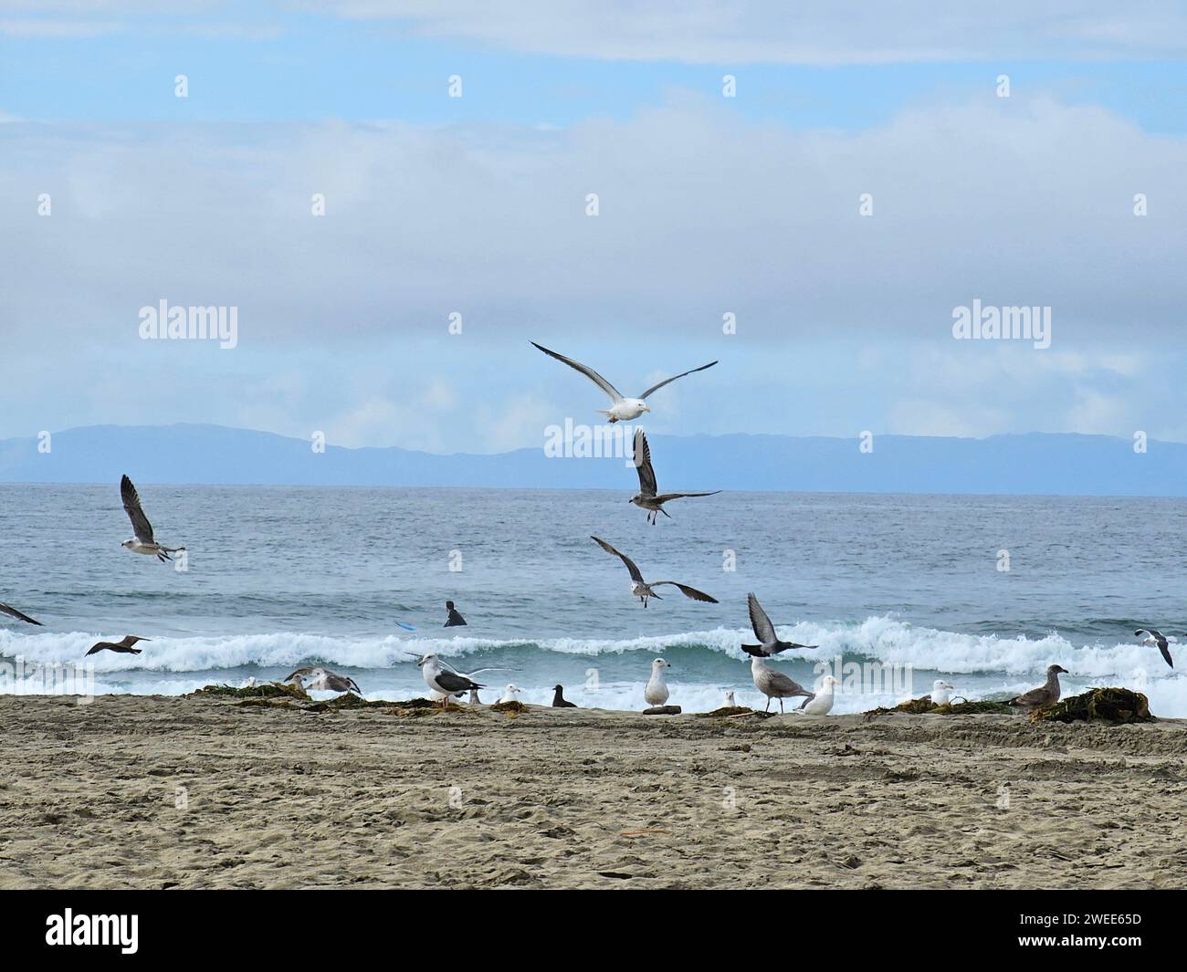 Some birds flying on the beach, waves in the background Stock Photo - Alamy