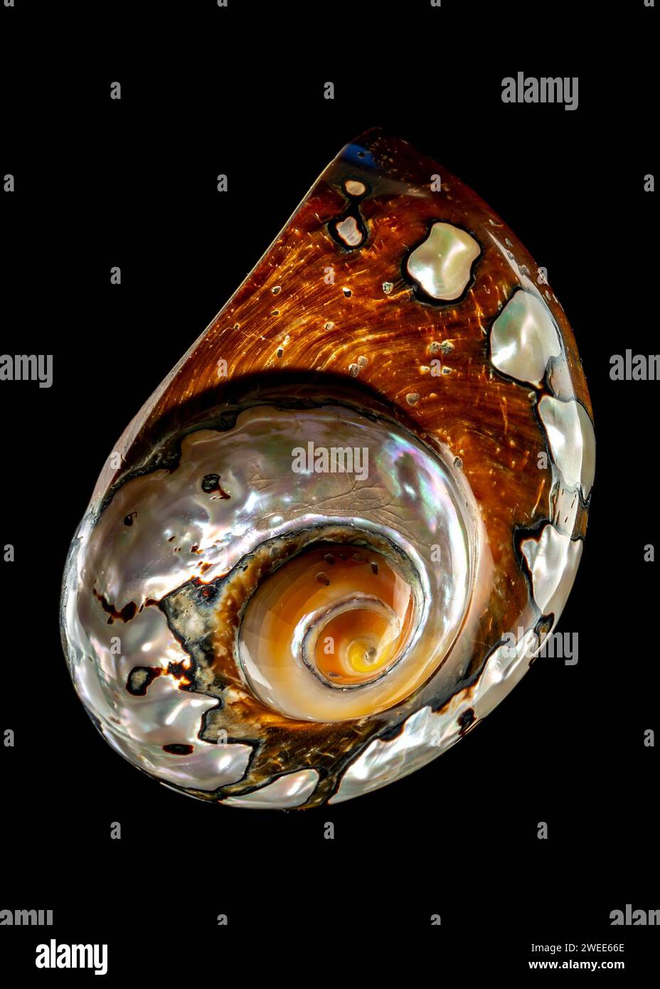 Pearly snail sea shell of Turbo sarmaticus South African turban on a ...