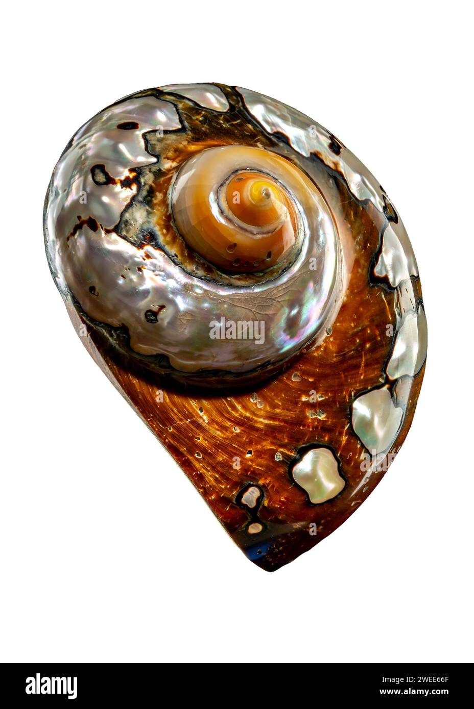 Pearly snail sea shell of Turbo sarmaticus South African turban ...