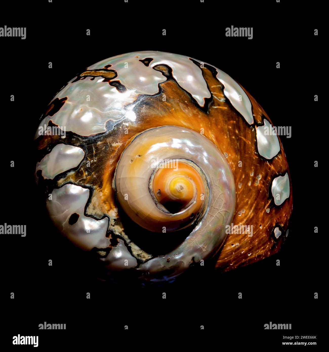 Pearly snail sea shell of Turbo sarmaticus South African turban on a ...