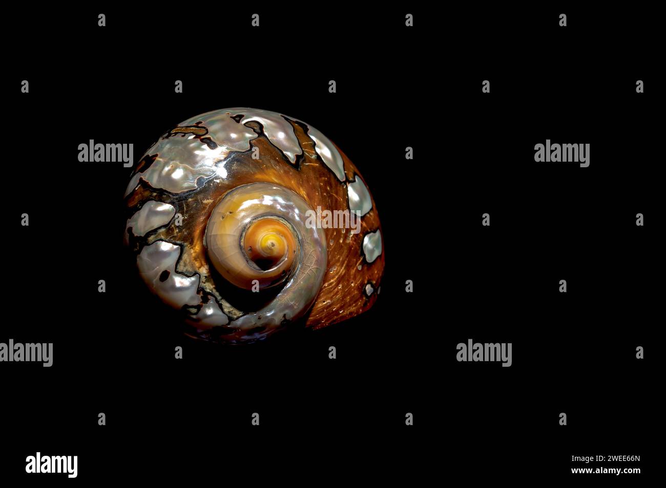 Pearly snail sea shell of Turbo sarmaticus South African turban on a ...