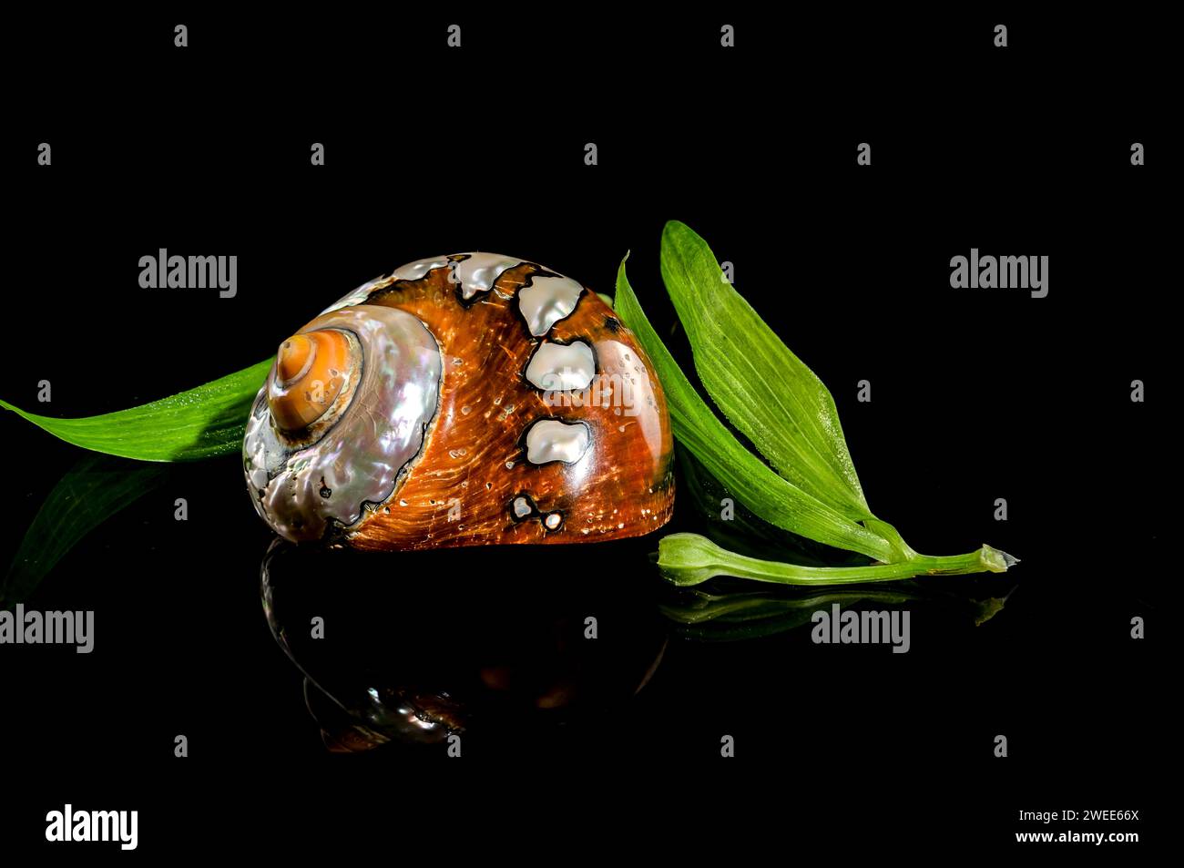 Pearl turbo shell hi-res stock photography and images - Alamy