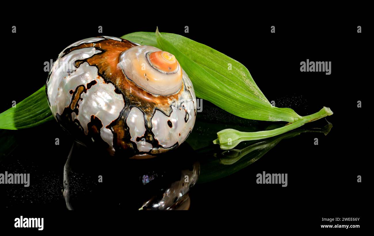 Pearly snail sea shell of Turbo sarmaticus South African turban on a ...