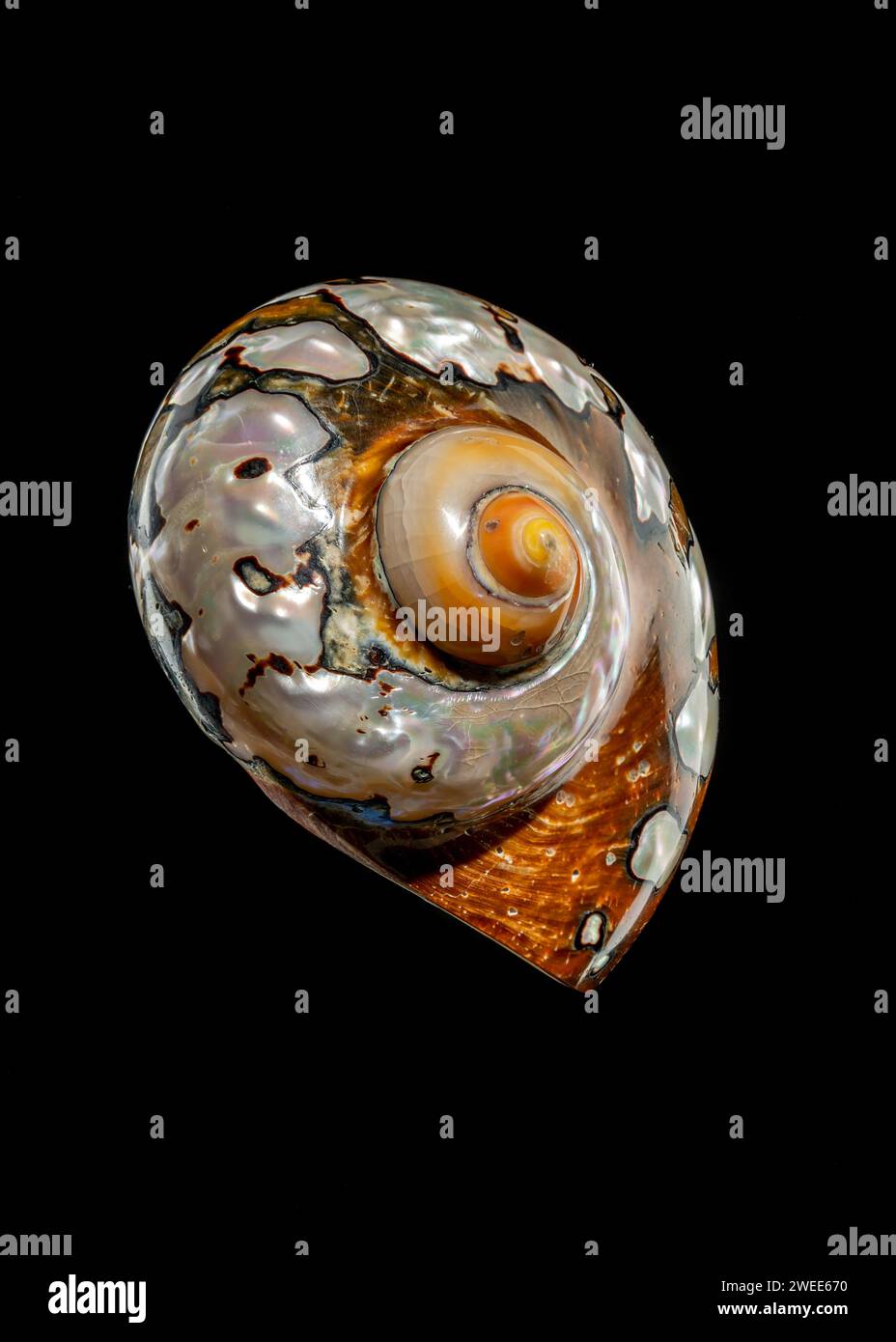 Pearly snail sea shell of Turbo sarmaticus South African turban on a ...