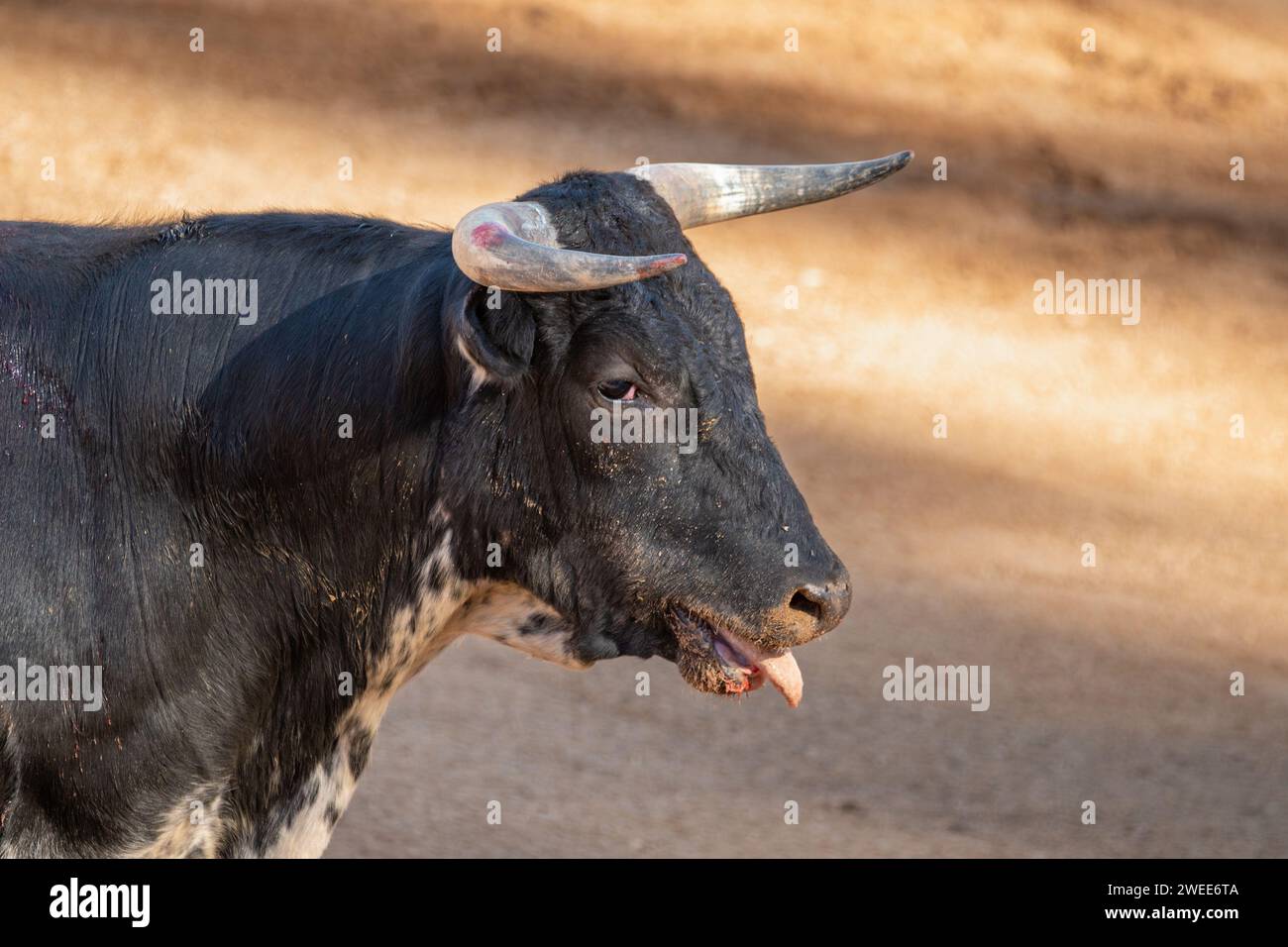 Brave bull in the bullfight arena, Raging bull ready to ram. High ...
