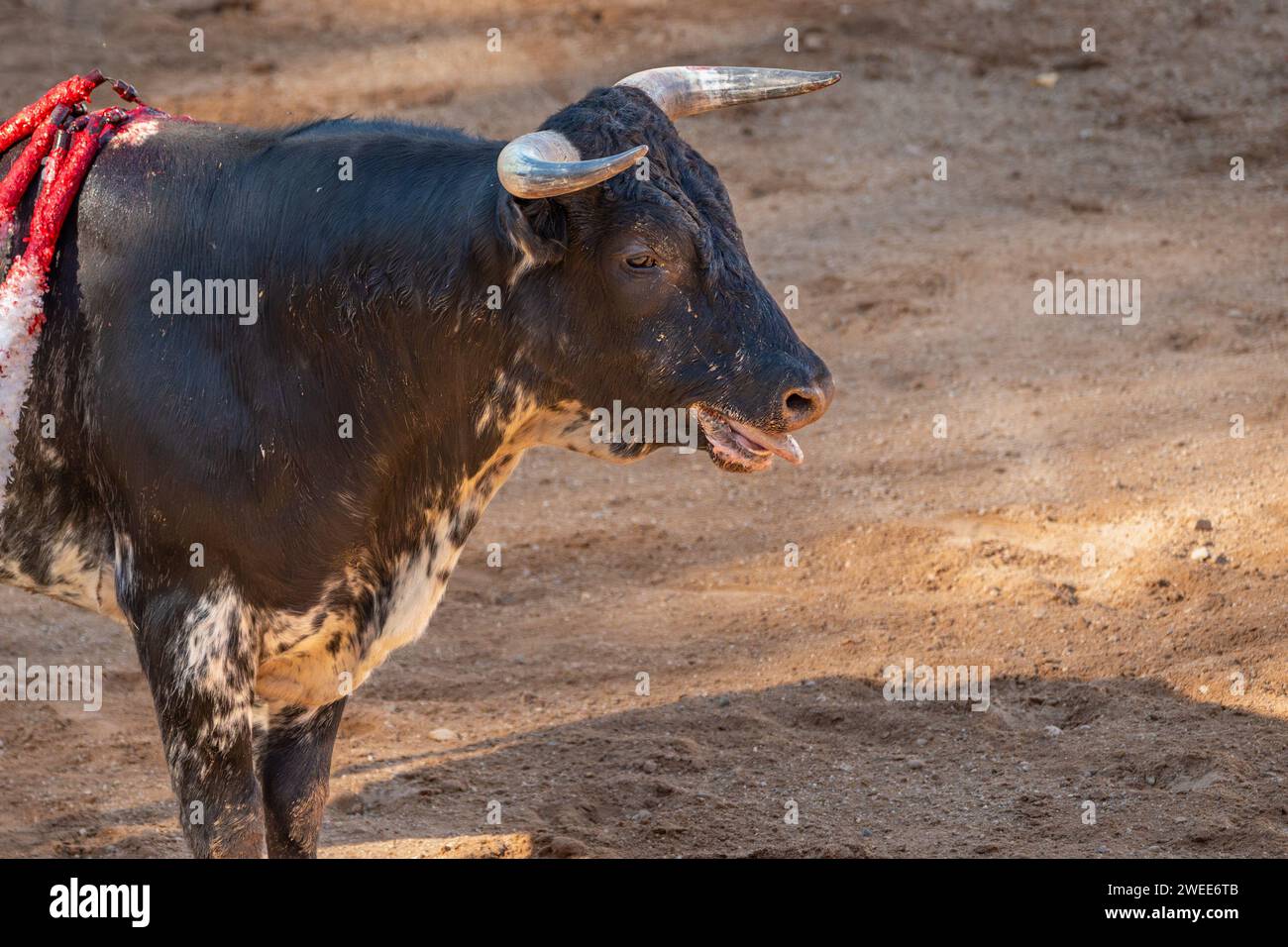 Brave bull in the bullfight arena, Raging bull ready to ram. High ...