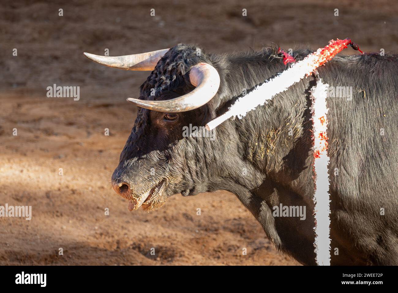 Brave bull in the bullfight arena, Raging bull ready to ram. High ...