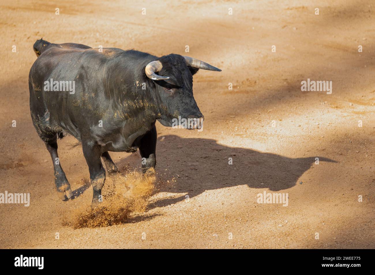 Bull running in a bullfight arena Stock Photo - Alamy