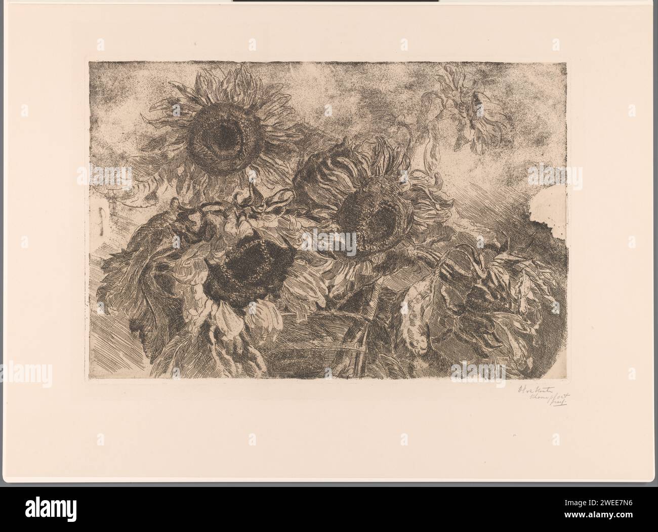 Five sunflowers, Barbara Elisabeth van Houten, 1872 - 1950 print paper ...