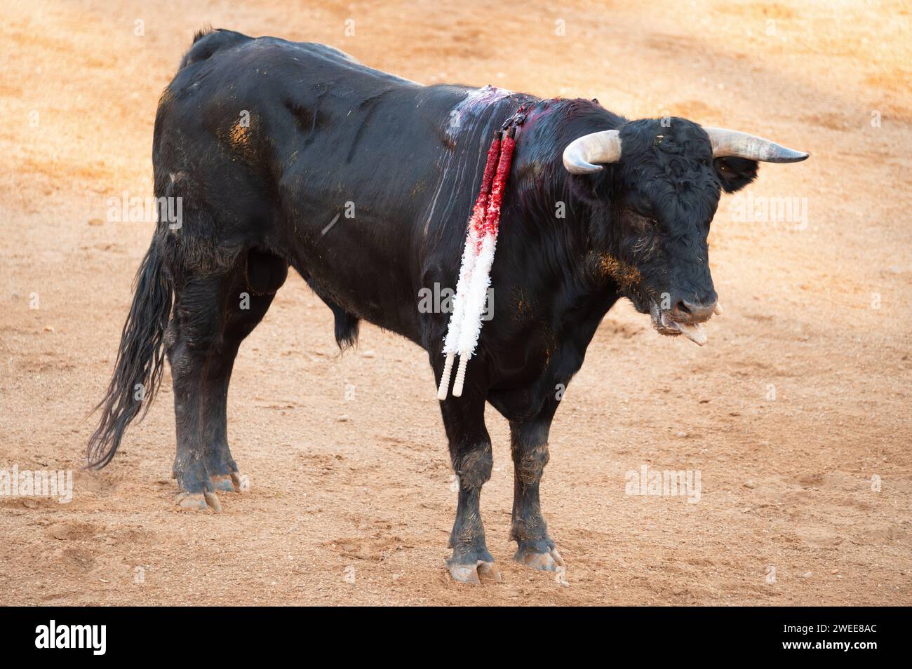 Brave bull in the bullfight arena, Raging bull ready to ram. High ...