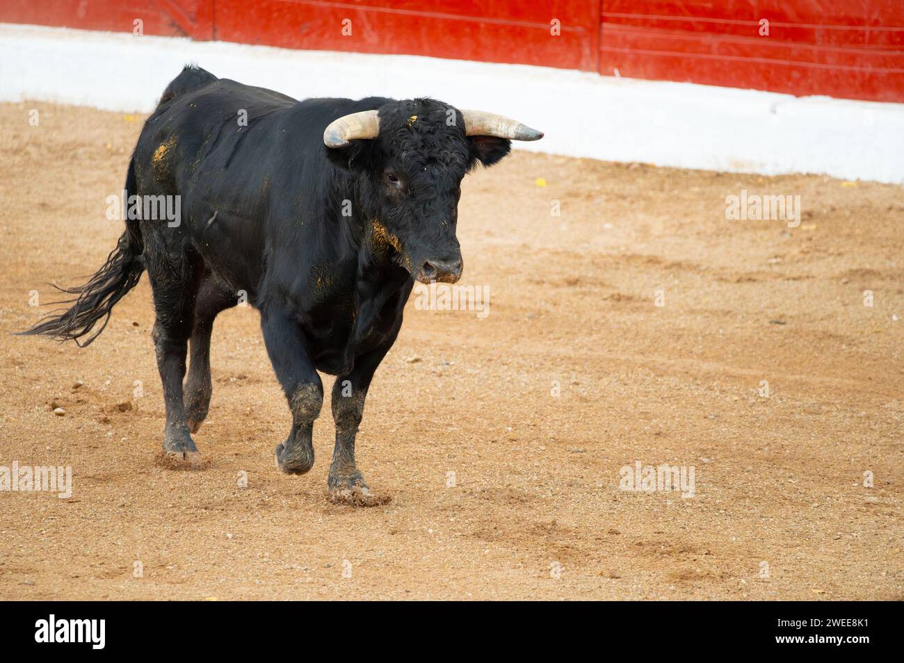 Brave bull in the bullfight arena, Raging bull ready to ram. High ...
