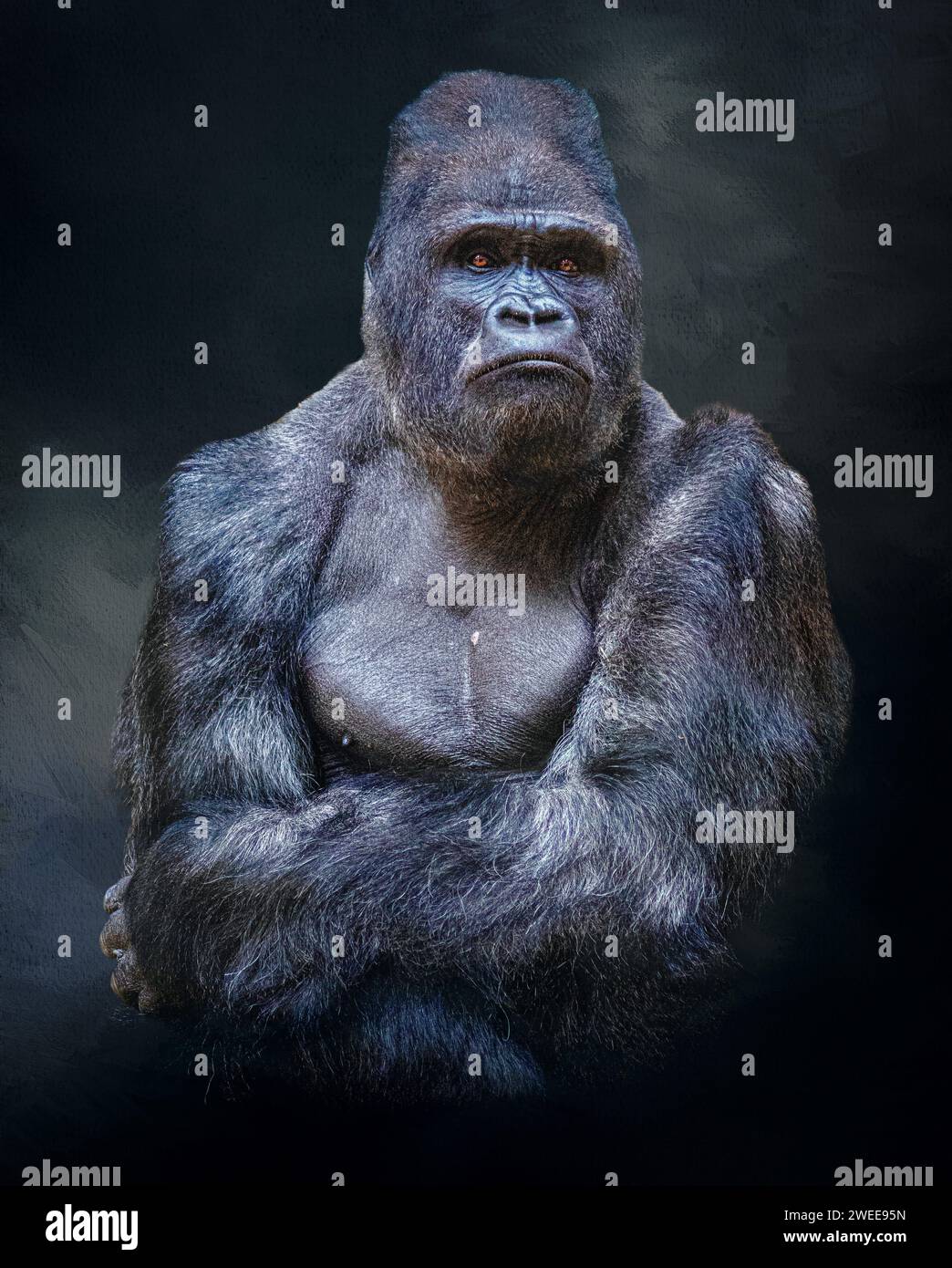 The gorilla poses like the perfect catalogue model BLACKPOOL ZOO ...