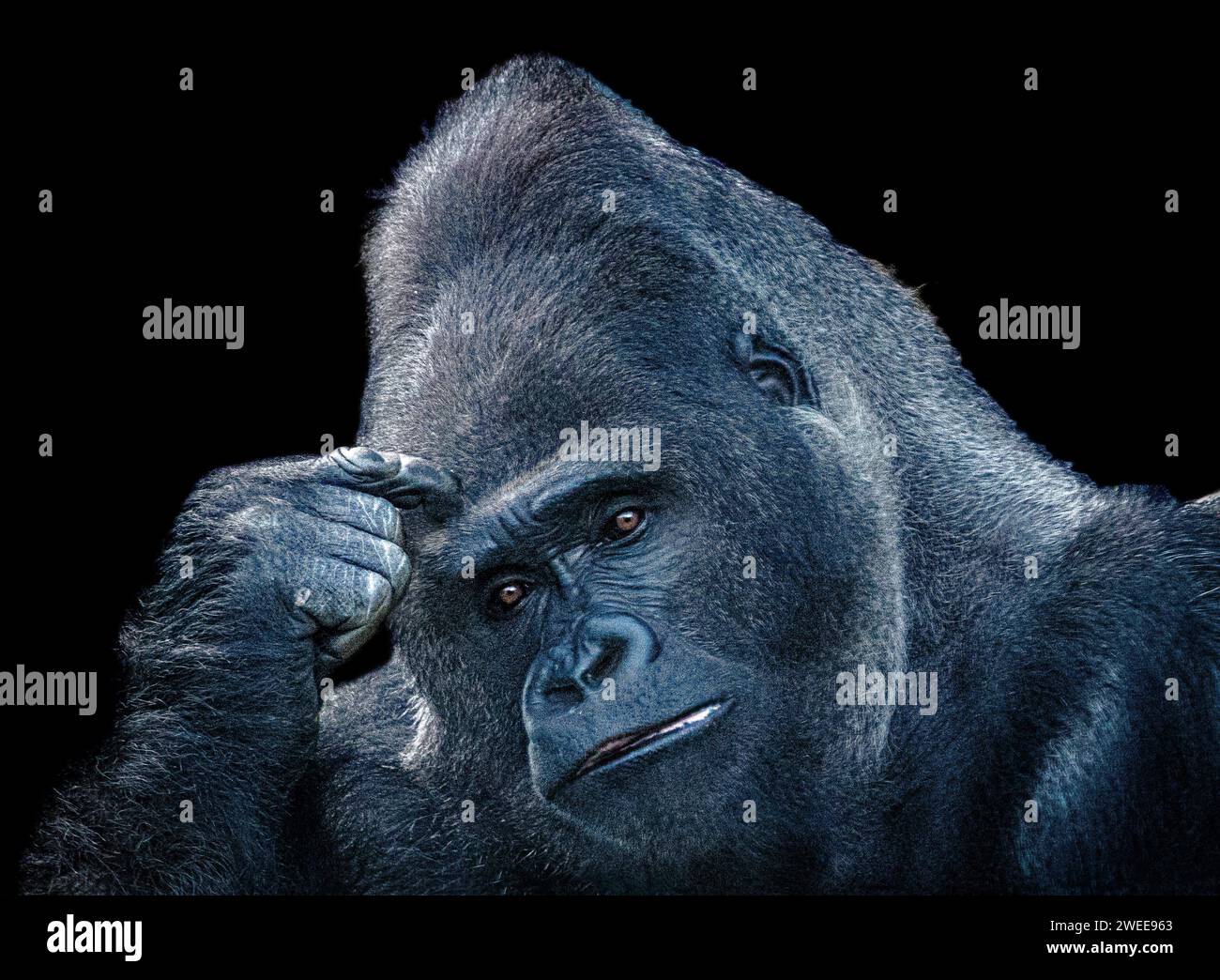 The gorilla scratches his head in thought BLACKPOOL ZOO, ENGLAND ...
