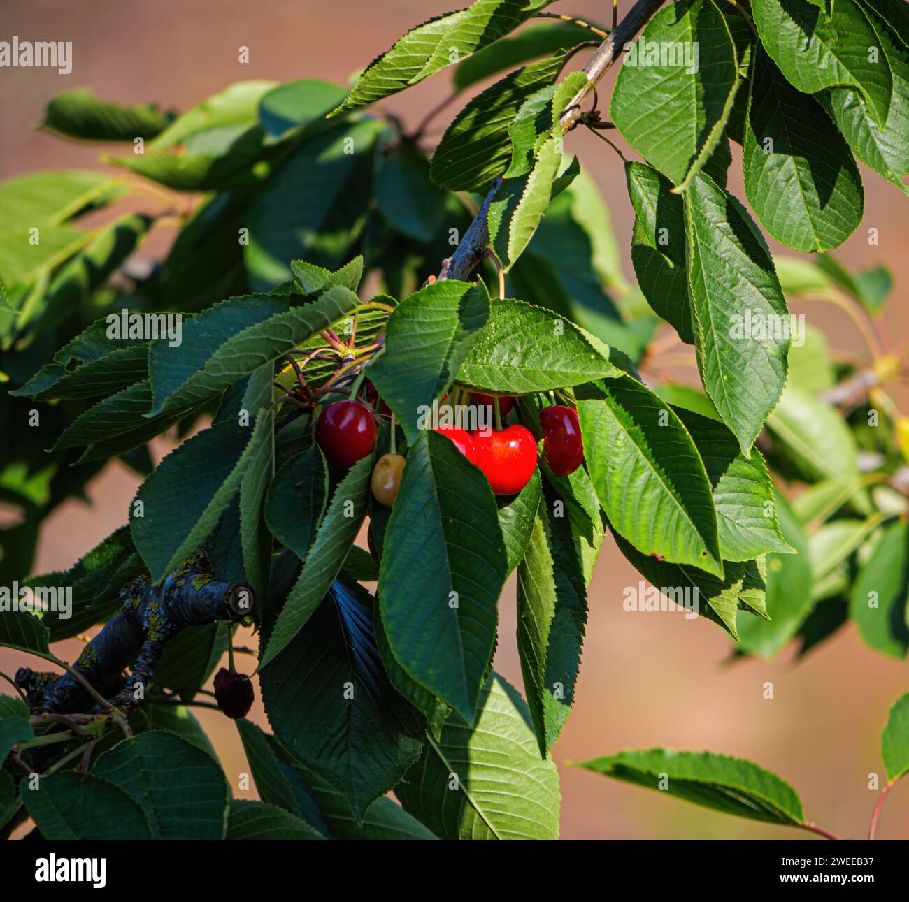 A brilliant display of a red cherry tree bursting with vibrant green ...
