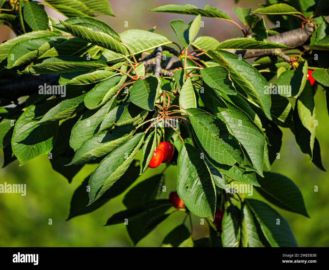 A breathtaking sight of a sunlit cherry tree, resplendent with an ...