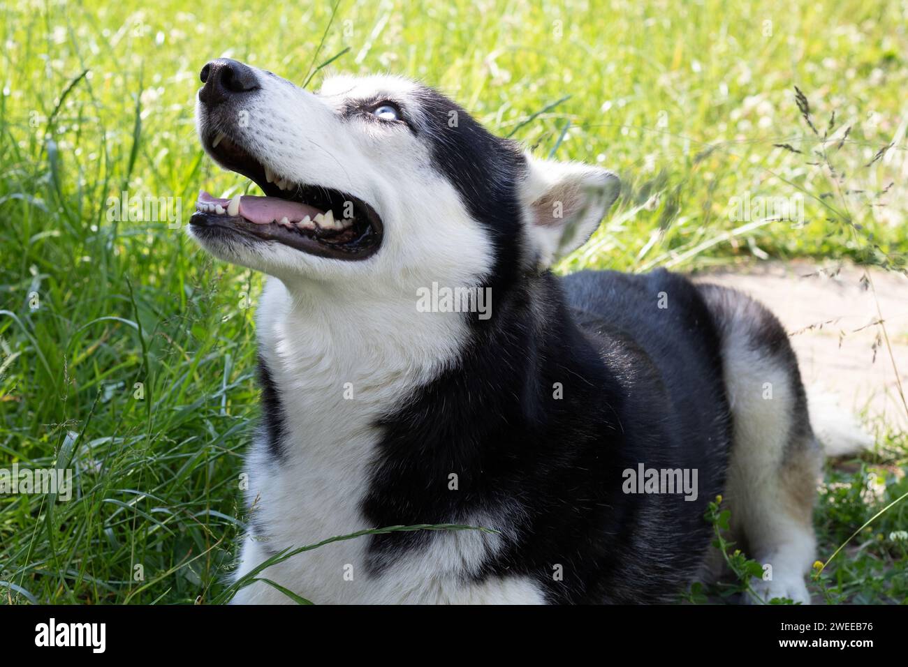 pet, dog, animal, breed, looking, Siberian husky, outdoor, mammal, cute ...