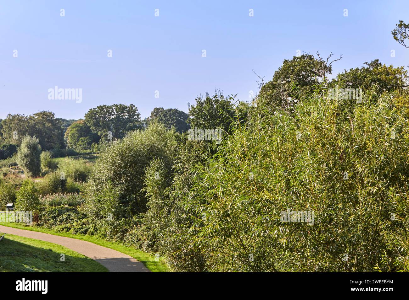 Woodland with paths Stock Photo - Alamy