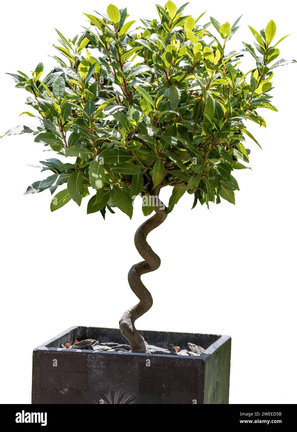 Specimen ornamental bay tree with a twisted stem Stock Photo - Alamy