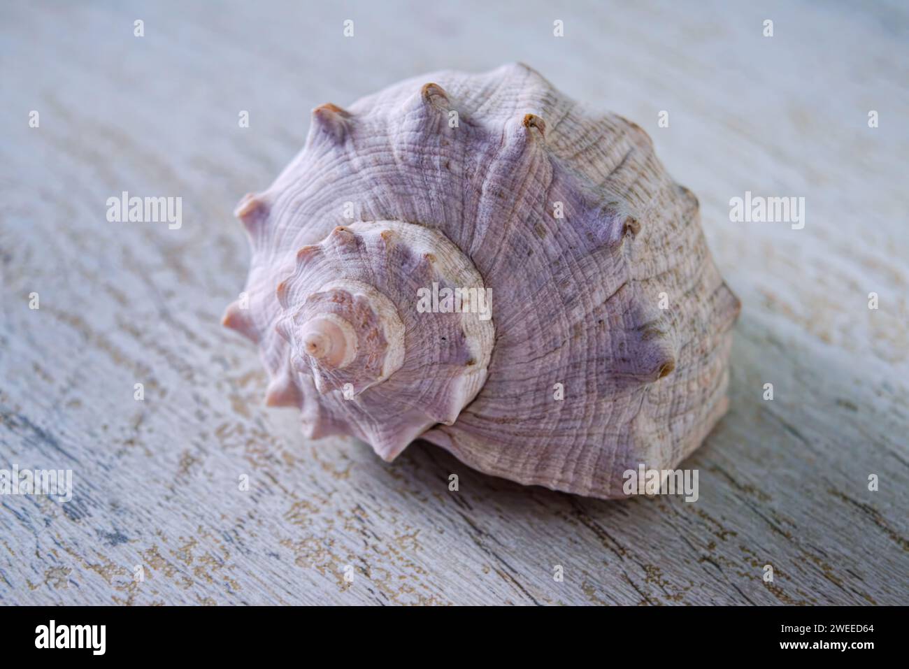 Empty shell from rapana venosa against a light wood background Stock ...