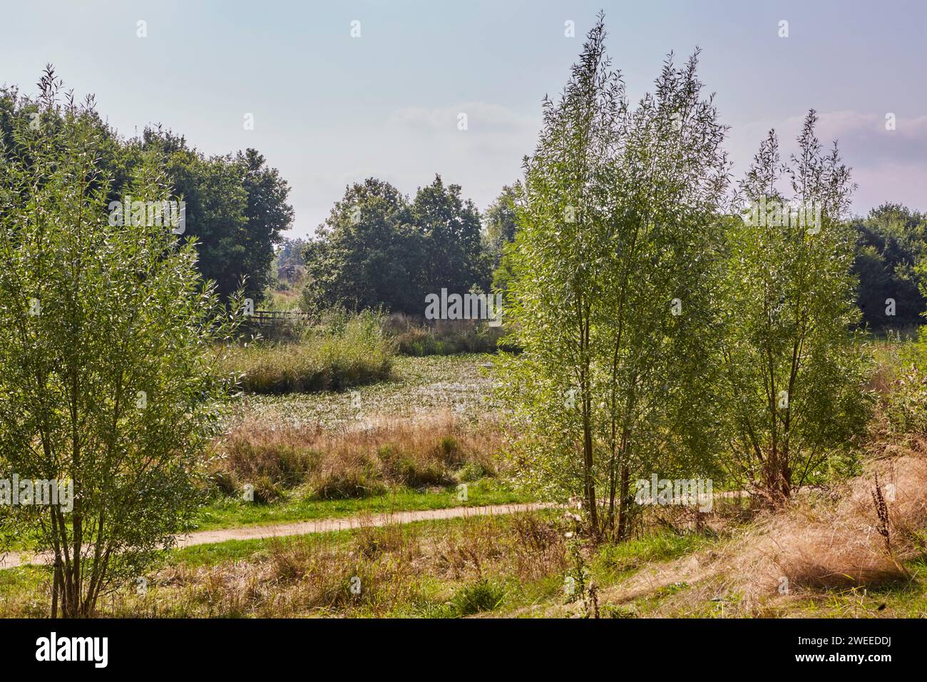 Woodland with paths Stock Photo - Alamy