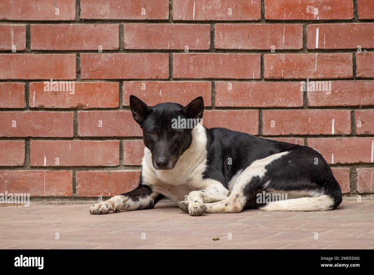 A black and white dog sits behind a red brick background Stock Photo ...