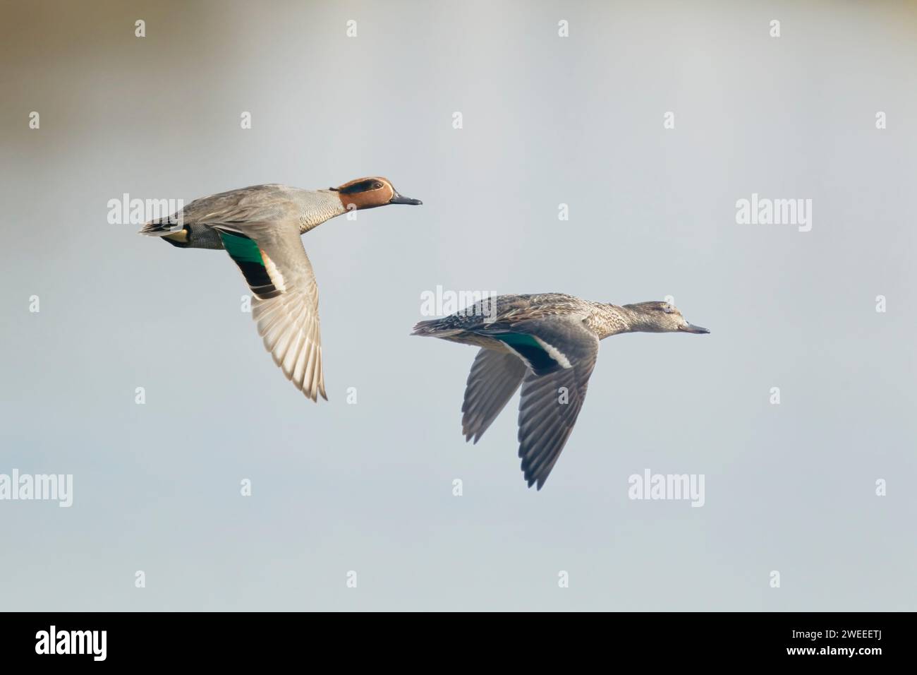 Teal in flight hi-res stock photography and images - Alamy