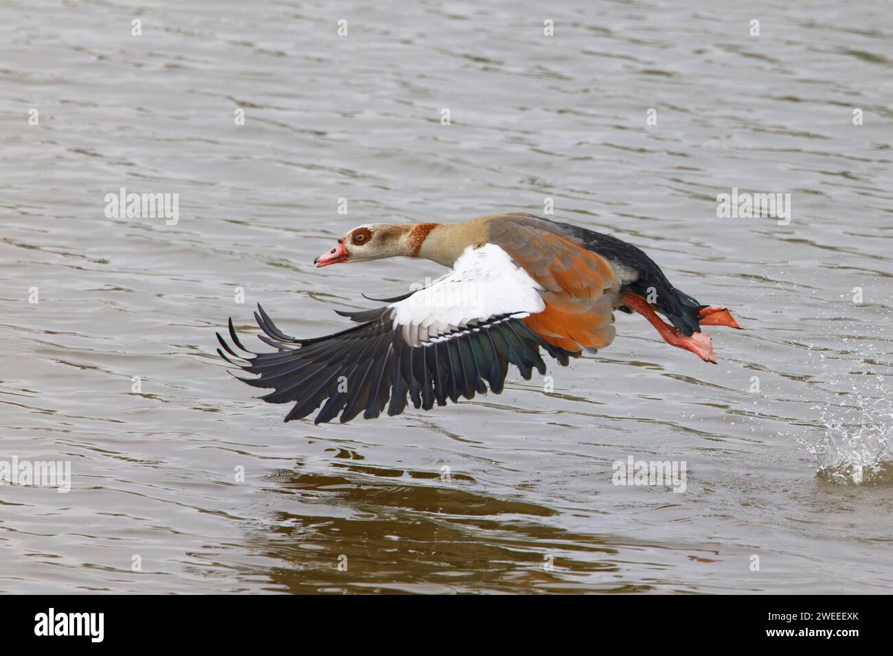 Egyptian Goose - taking off Alopochen aegyptiaca Essex,UK BI036130 ...