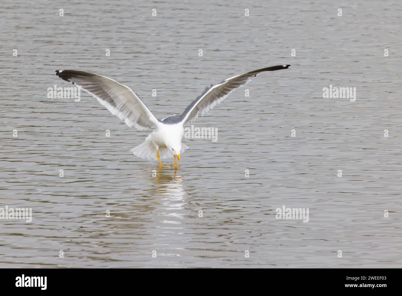 Lesser Black Backed Gull landing on water Larus fuscus Essex,UK ...