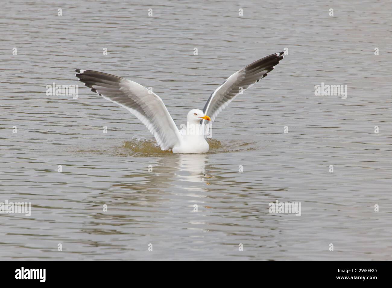 Lesser Black Backed Gull landing on water Larus fuscus Essex,UK ...