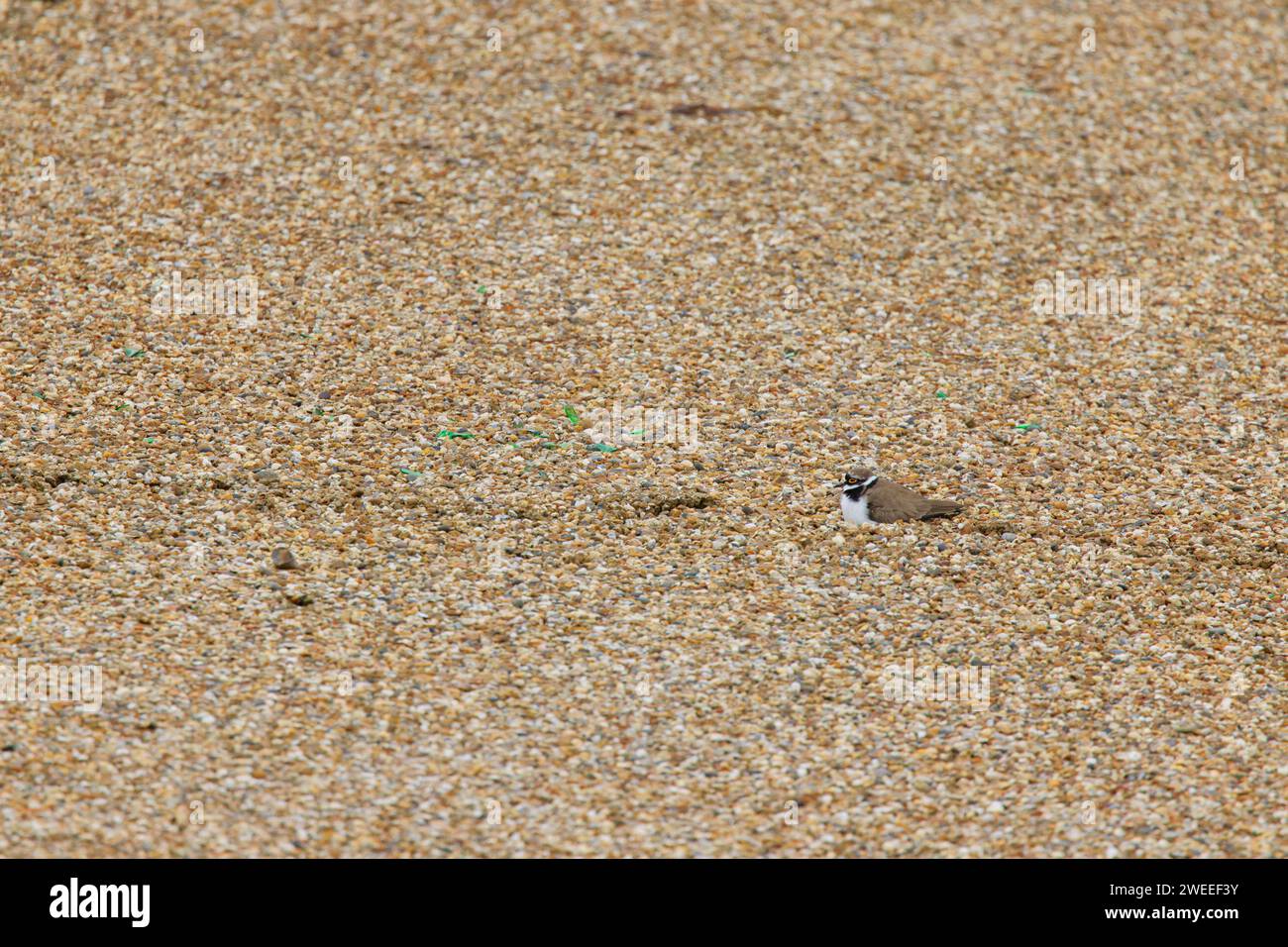 Little Ringed Plover on nest Charadrius dubius Essex,UK BI036155 Stock ...