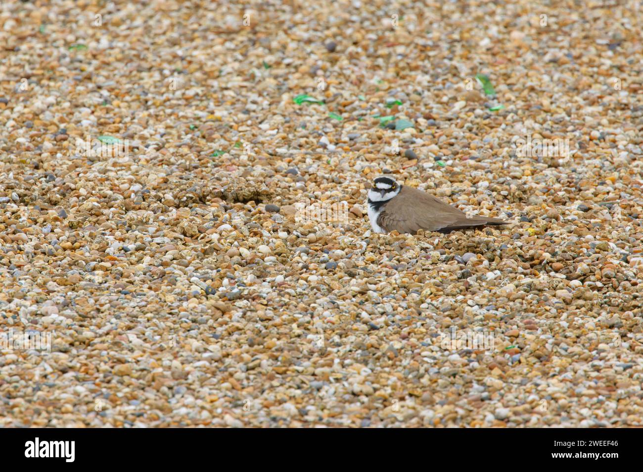 Little Ringed Plover on nest Charadrius dubius Essex,UK BI036156 Stock ...