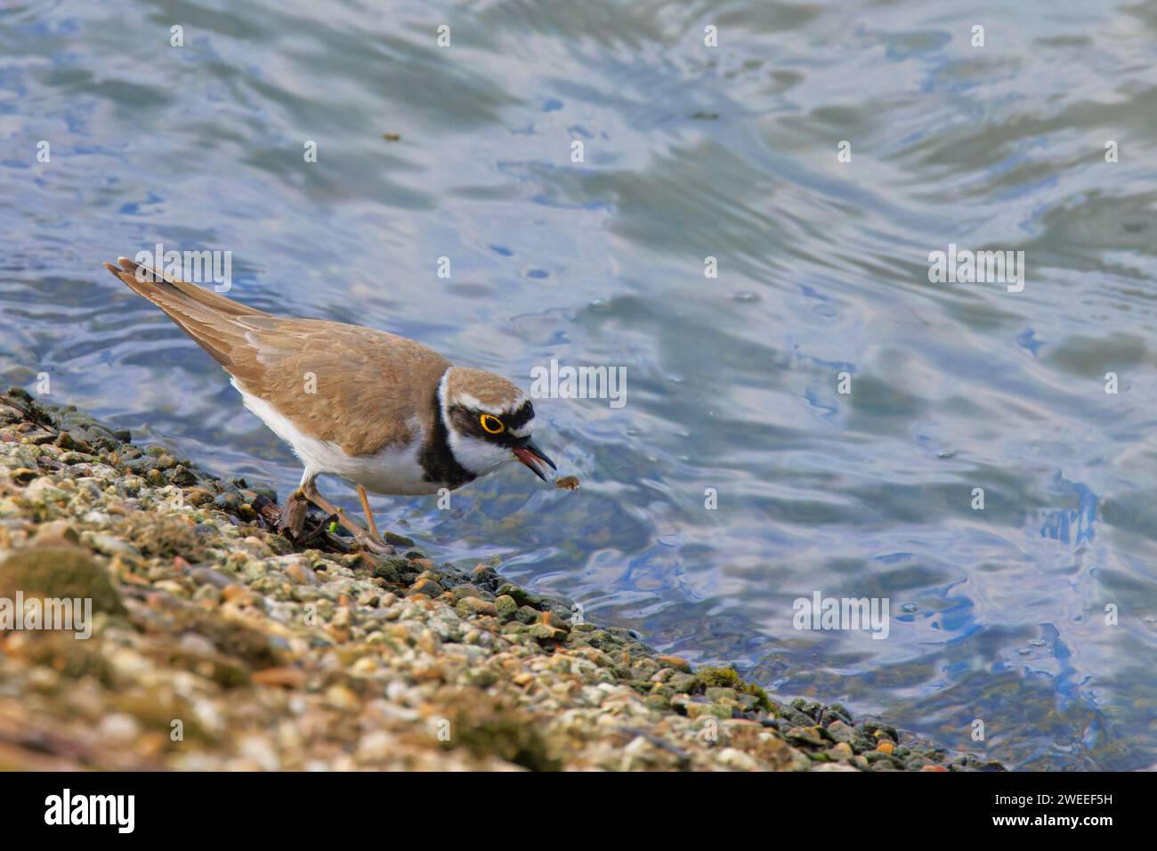 Little Ringed Plover foraging for food Charadrius dubius Essex,UK ...
