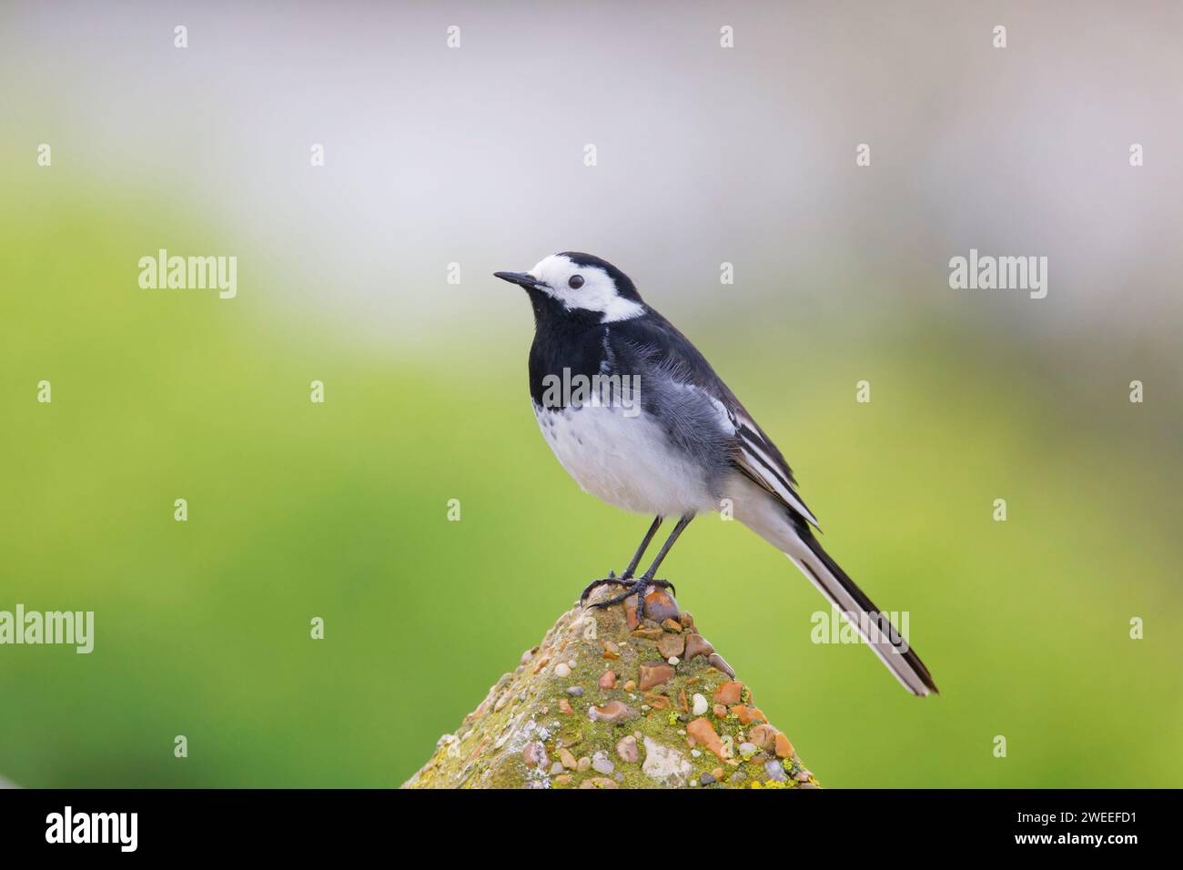 Pied Wagtail Motacilla alba Essex,UK BI036185 Stock Photo - Alamy
