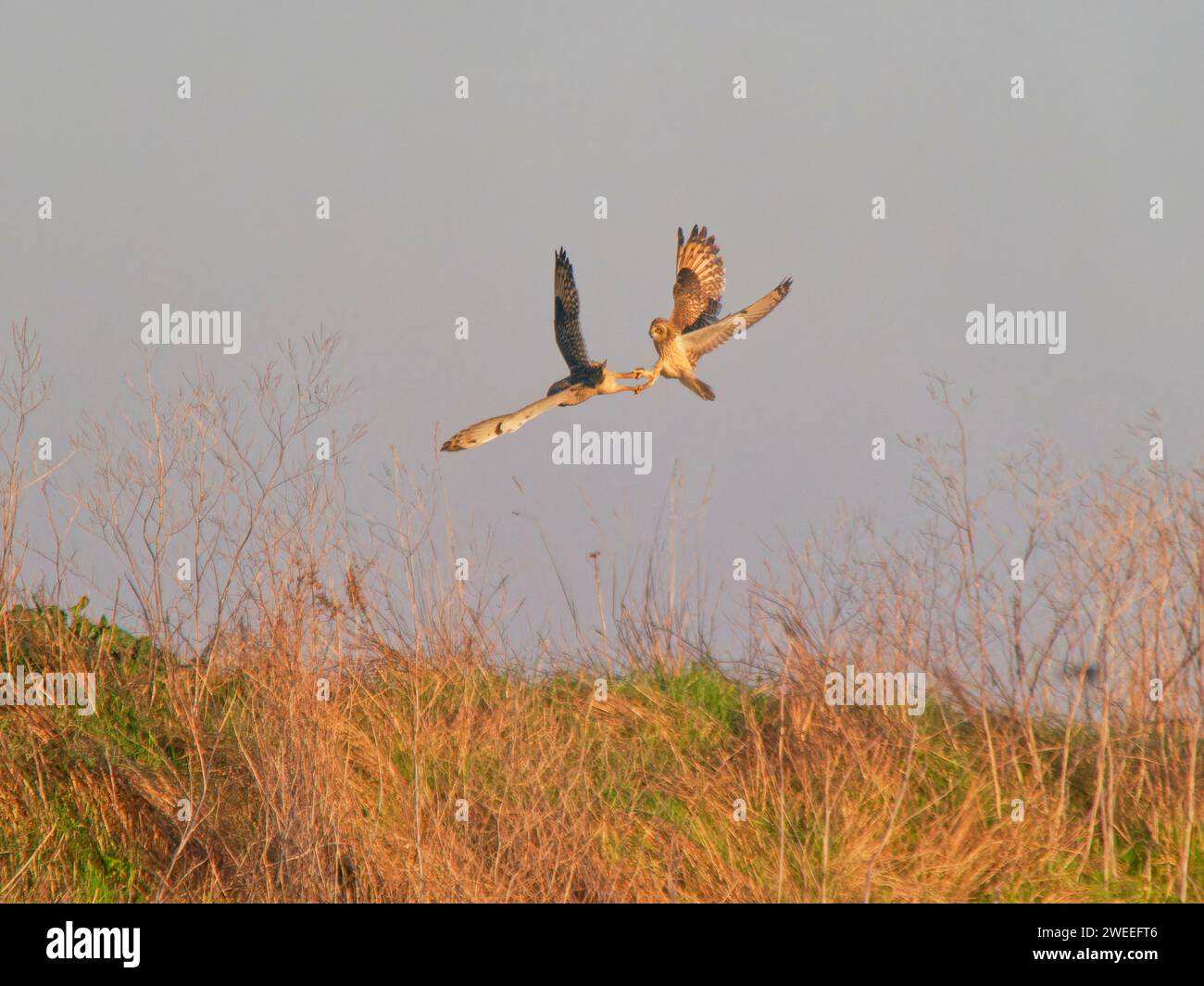 Short Eared Owl two birds fighting Asio flammeus Wallasea Island, Essex ...