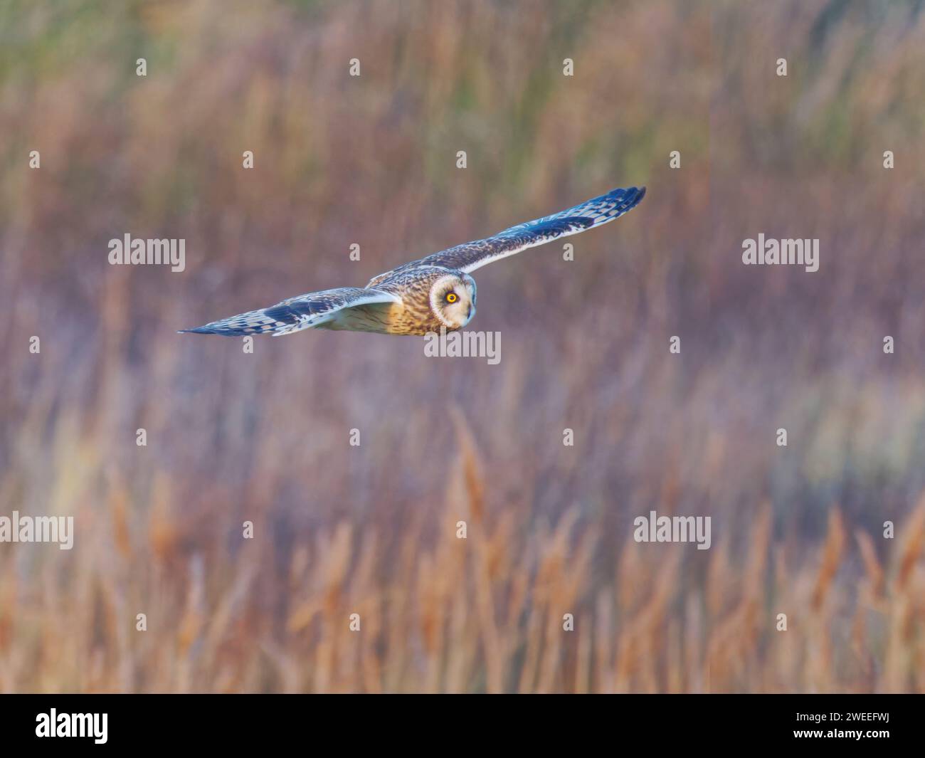 Short Eared Owl in flight Asio flammeus Wallasea Island, Essex,UK ...