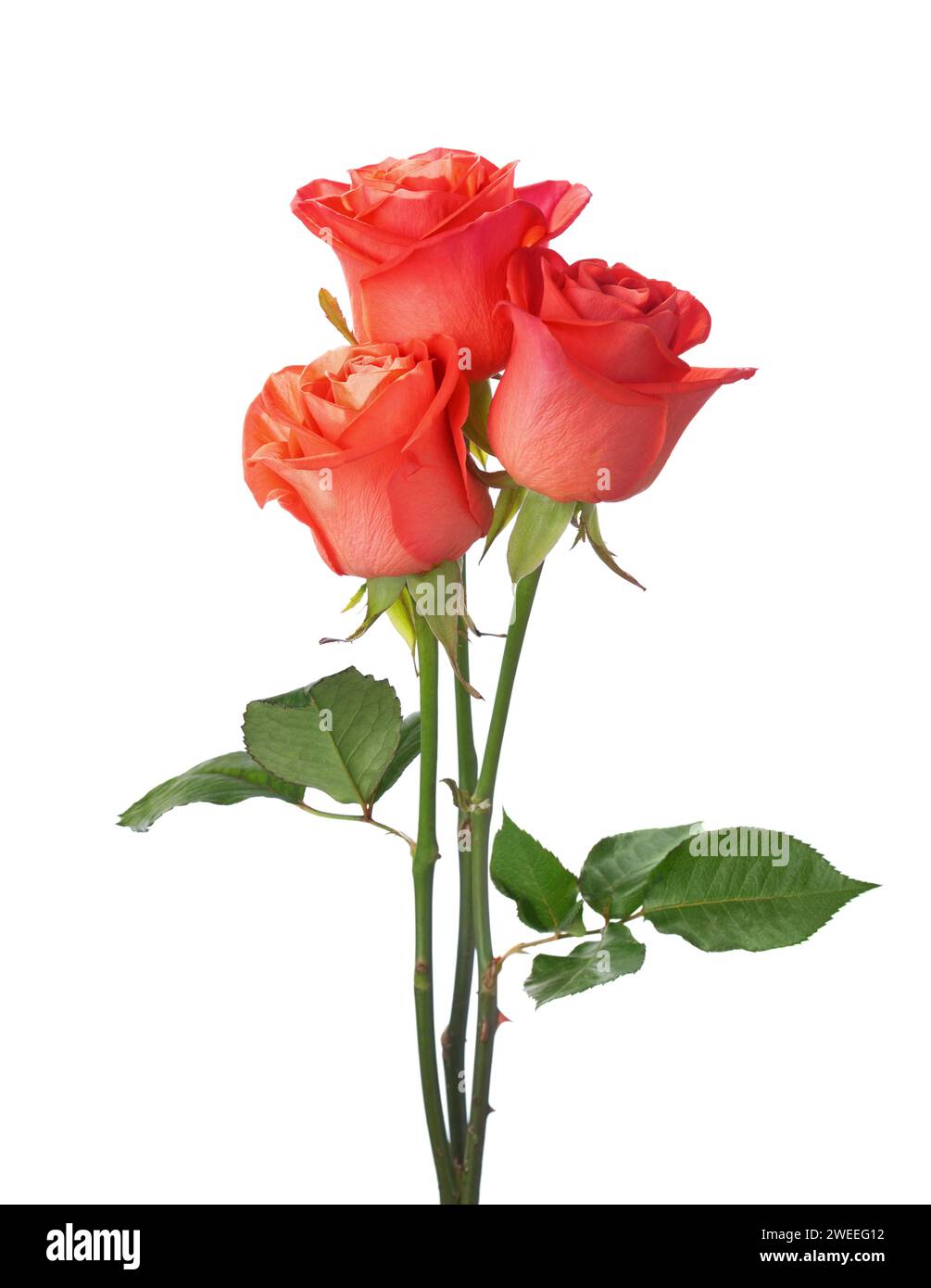 Three orange red Roses with green leaves isolated on white background ...