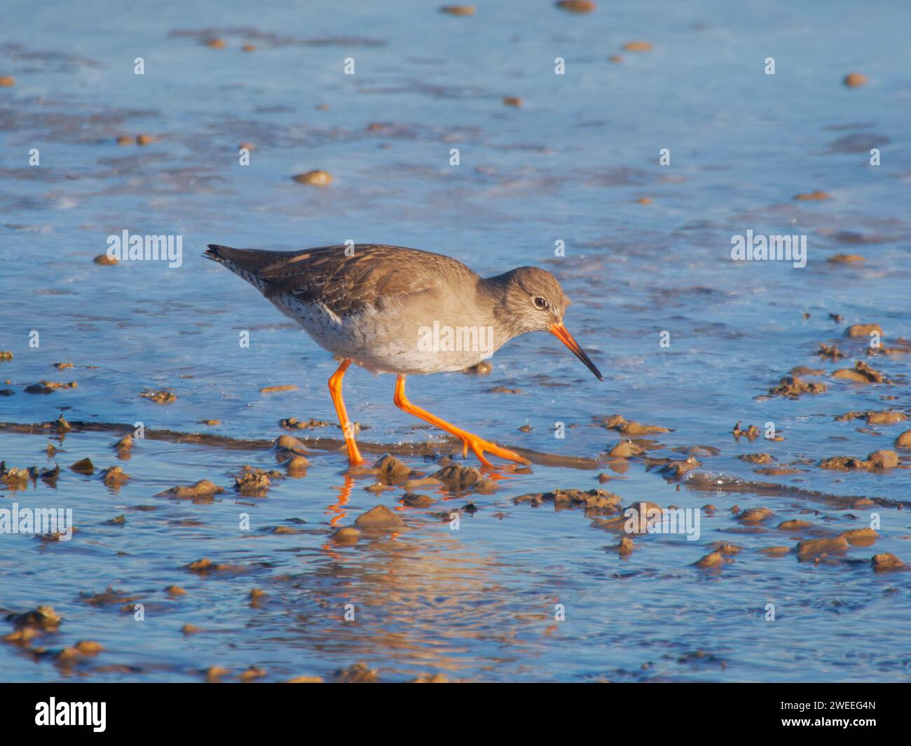 Redshank feeding in icy water Tringa totanus Wallasea Island,Essex,UK ...
