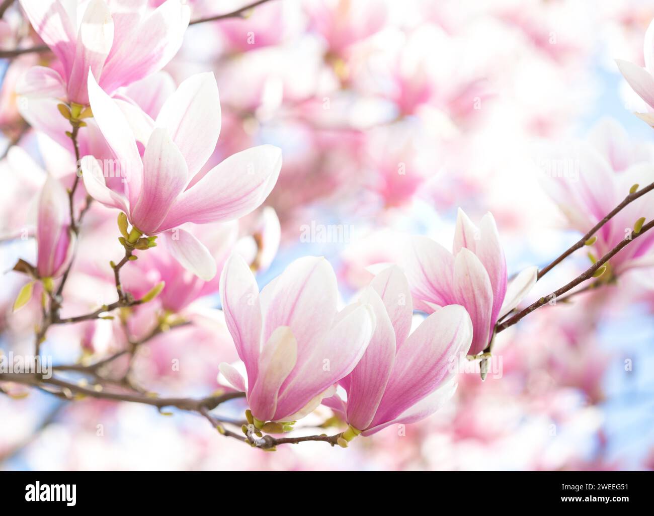 Branches of light pink Magnolia flowers on an out-of-focus background ...