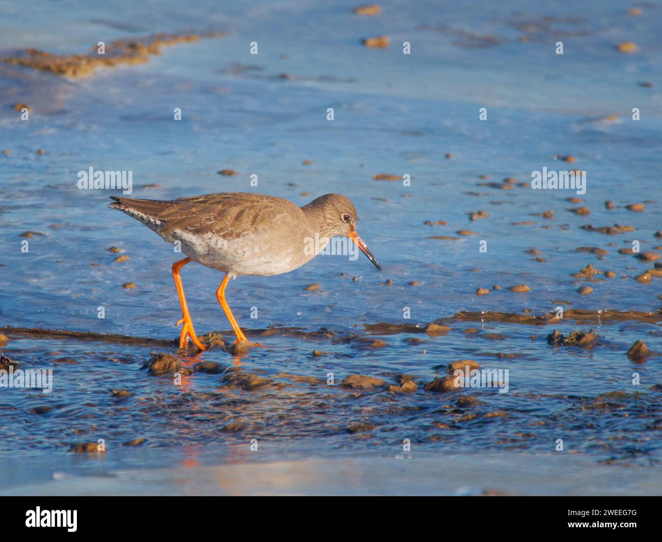 Island avifauna hi-res stock photography and images - Alamy