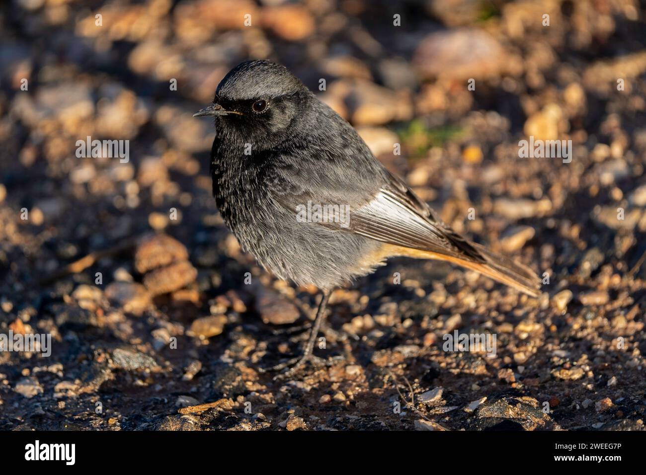 Fauna plumage hi-res stock photography and images - Alamy
