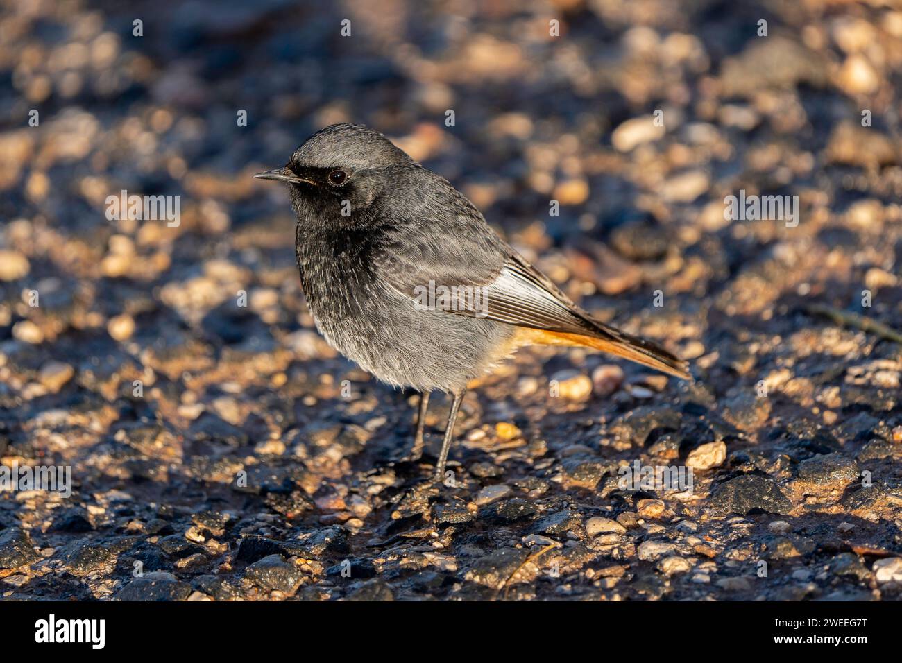Fauna plumage hi-res stock photography and images - Alamy