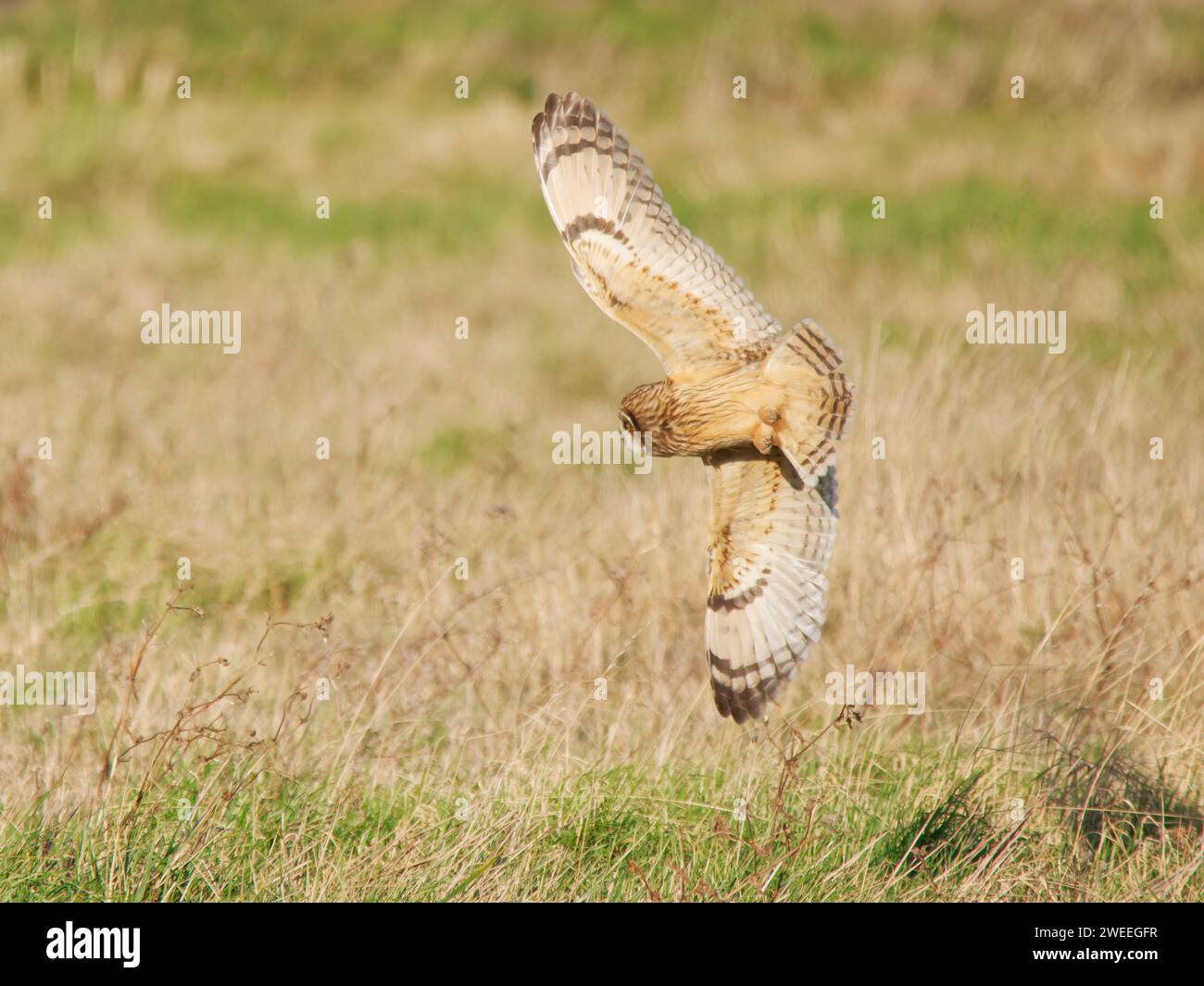 Diving owls hi-res stock photography and images - Alamy