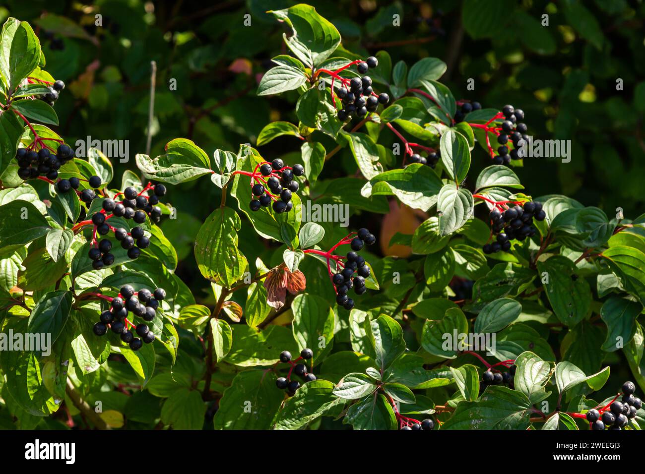 Cornus sanguinea is a perennial plant of the sod family. A tall shrub ...