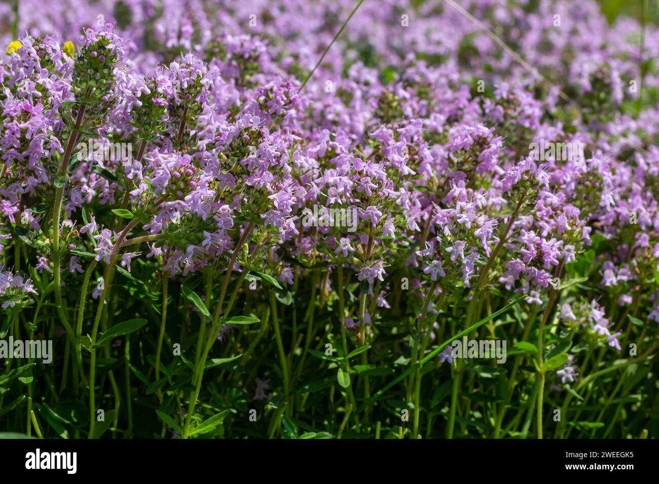 Blossoming fragrant Thymus serpyllum, Breckland wild thyme, creeping ...