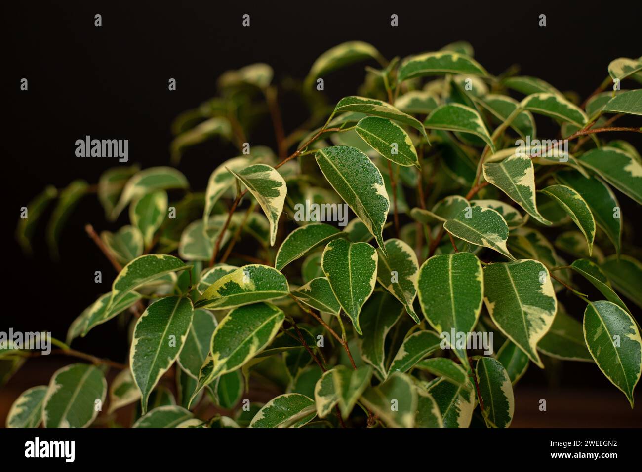 Beautiful lush houseplant Ficus benjamina, commonly known as weeping ...